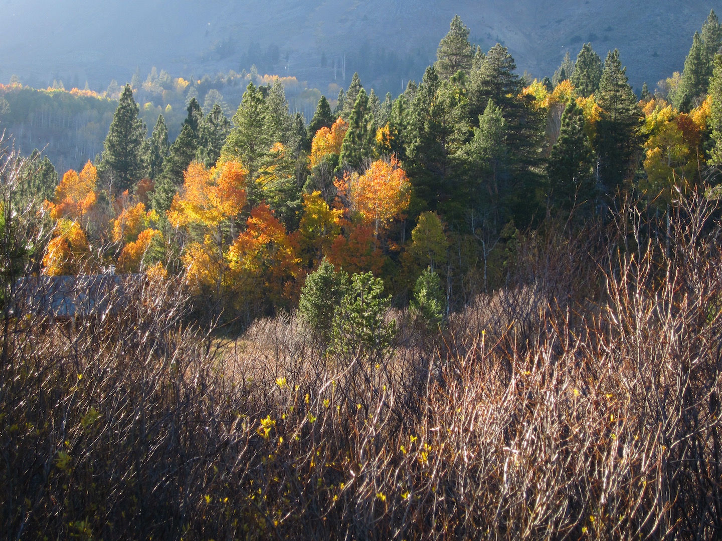 Saying Goodbye to This Season’s Fall Color | I Love The Eastern Sierra