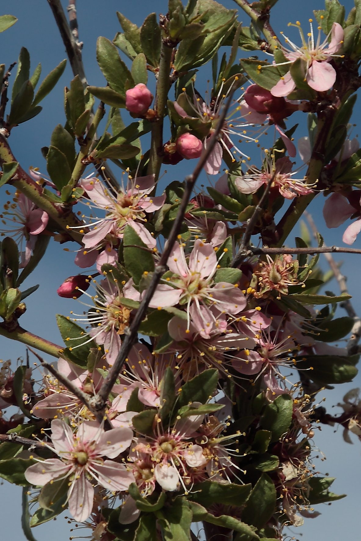 Carson Valley Trails: One Tranquil Hike With Amazing Valley Vistas | I ...